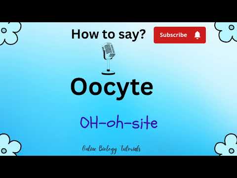 What is oocyte I oocyte I How to pronounce oocyte I How to say oocyte I Speak 🗣️ oocyte