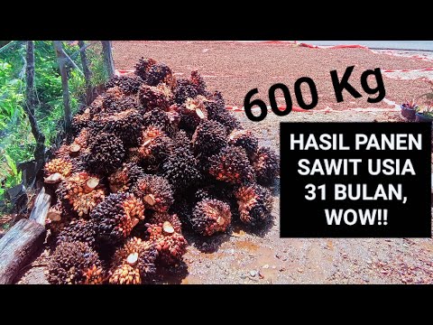 SAWIT 2 HEKTAR DAPAT BERAPA SEKALI PANEN? INI DIA HASILNYA.....