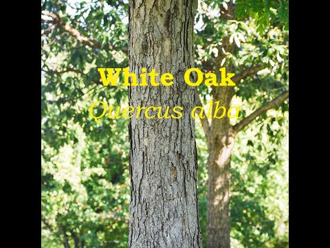 White Oak (Quercus Alba) Tree Talk