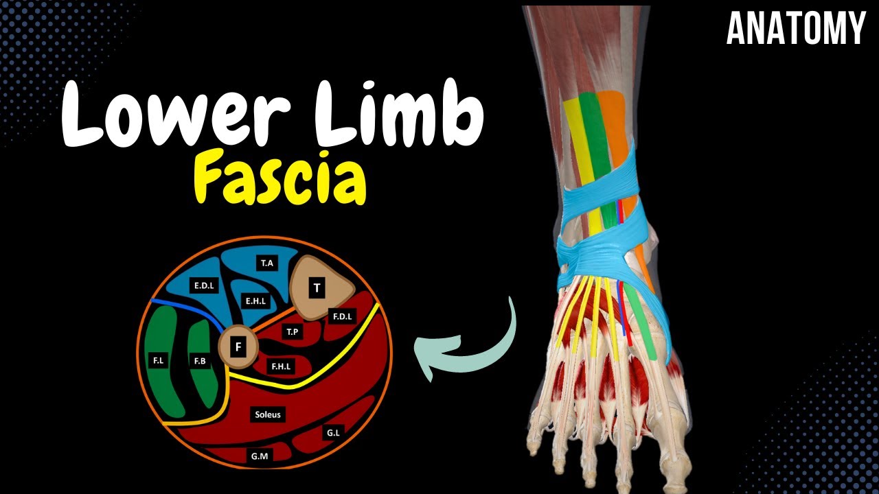 Fascia of the Lower Limb (Cross Sections, Tendinous Sheath, Retinaculum) - Anatomy