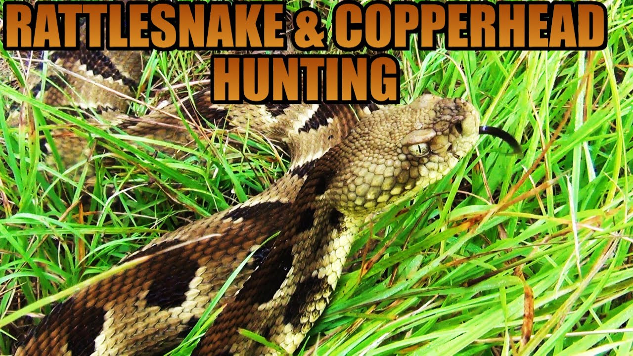 Rattlesnake & Copperhead Hunting - BIG SNAKE!