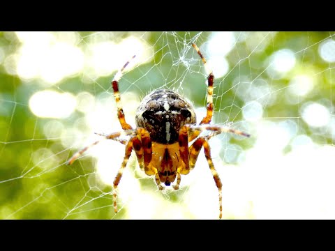 Spider (Araneus diadematus) reacts to throat humming sound