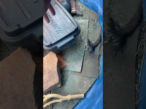 Nest Guarding Uromastyx #herpetoculture #lizards
