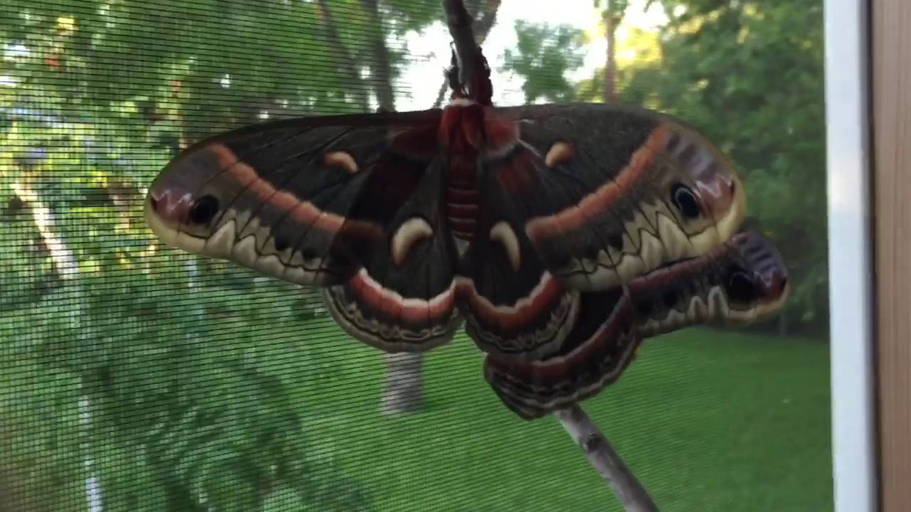 Cecropia Silk Moths Mating