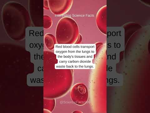 What is the function of red blood cells?