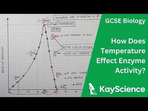 The Effect of Temperature on Enzyme Activity - GCSE Biology | kayscience.com