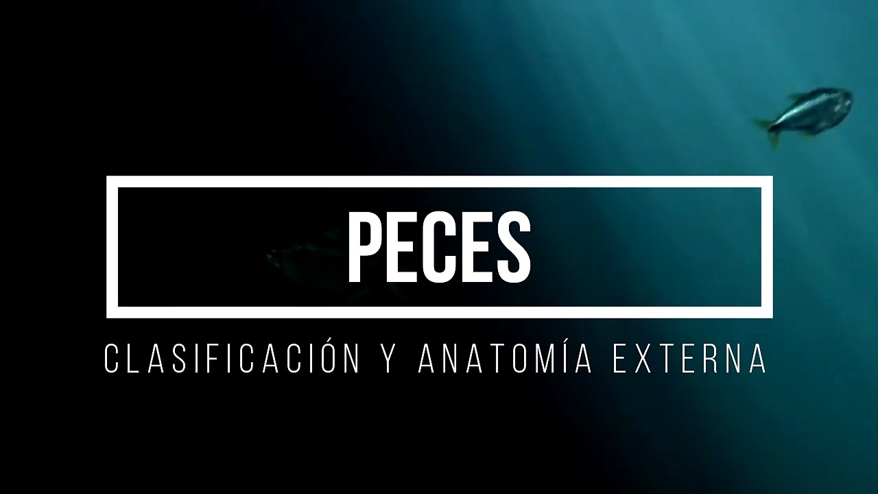 Peces [Clasificación y anatomía externa]