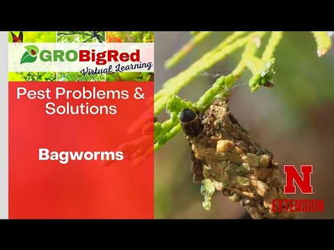 Bagworms: GROBigRed Virtual Learning Series