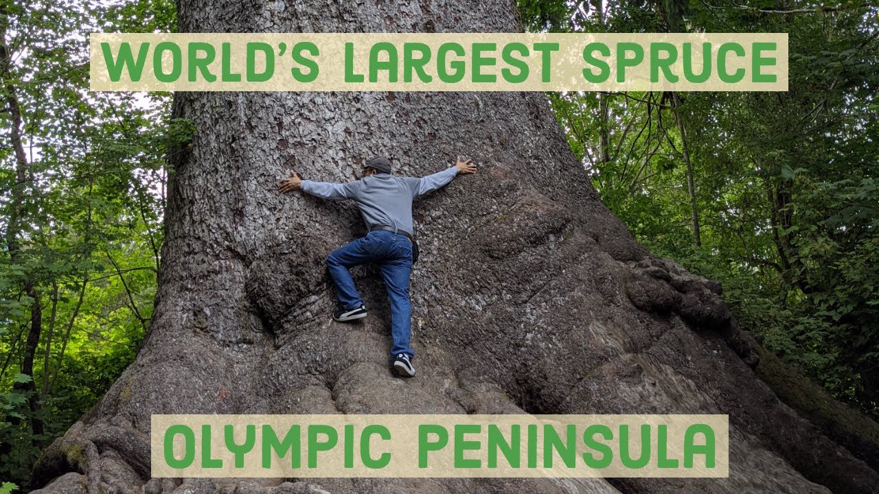 World's Largest Spruce Tree - Olympic National Park