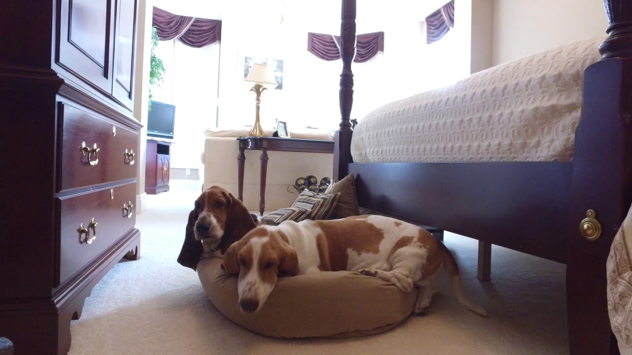 CRIBS: basset hound edition!