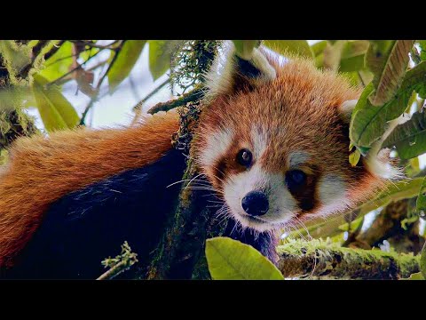 Life-changing Search for Red Pandas | Close Encounters | BBC Studios