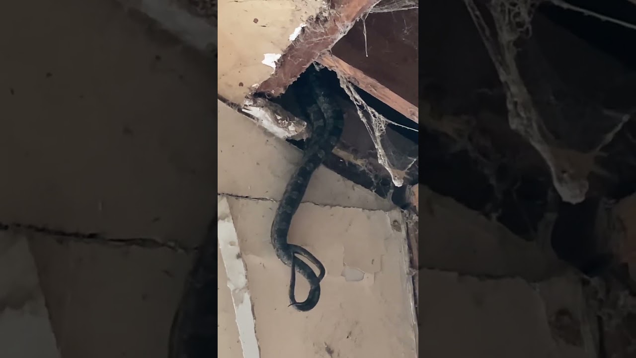 Two Texas Rat Snakes mating.