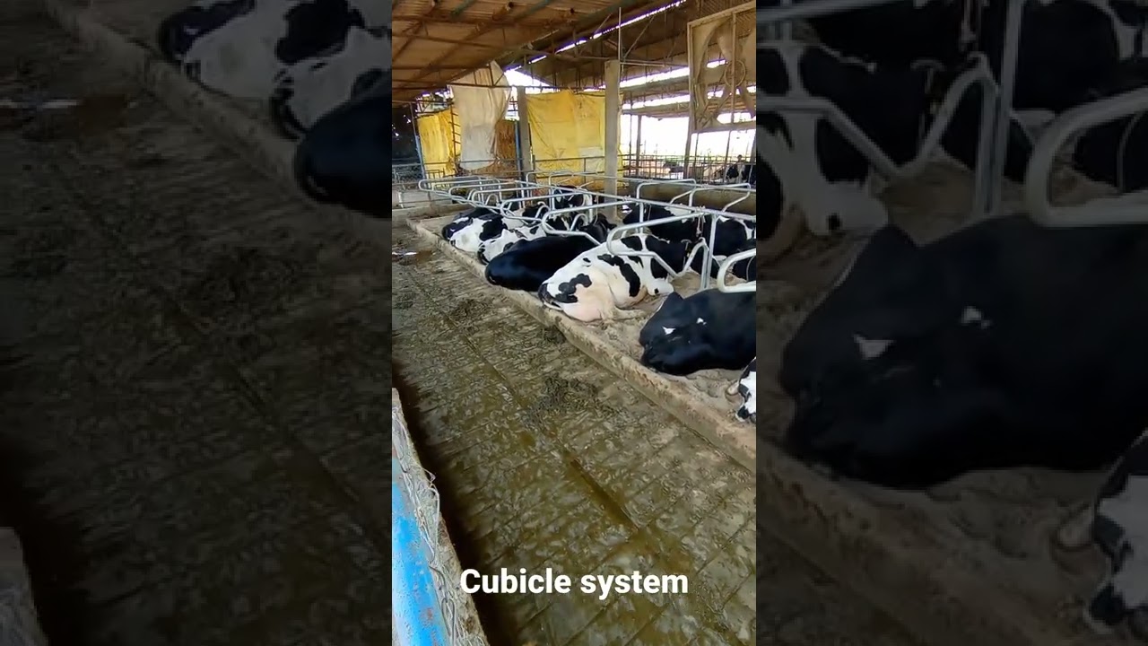 cubicle system best system