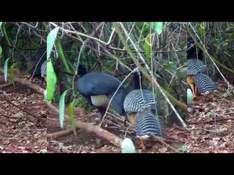 Bare-faced Curassow: Wild Family, Snooping Around in the Riverside Forest! 🦜🌿Mutum-de-penacho