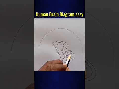 How to Draw Human Brain easily step by step ; Control & Coordination | class 10 #shorts
