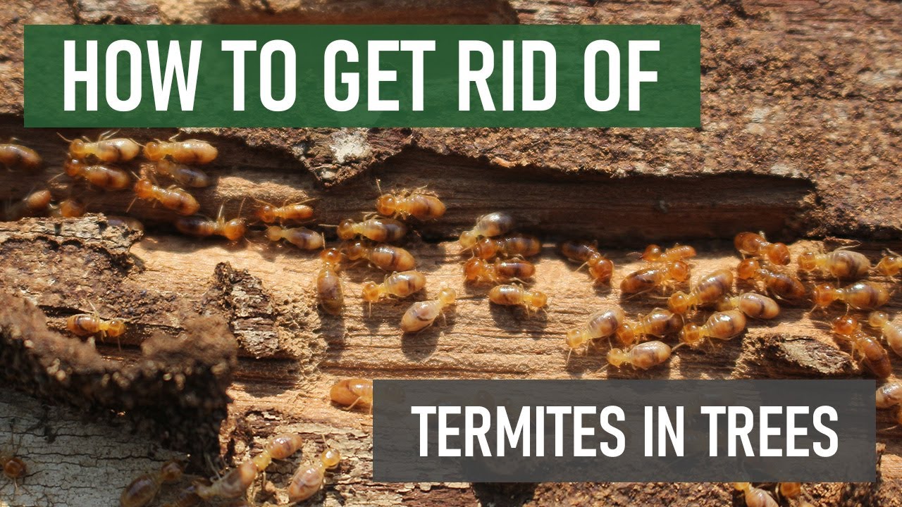 How to Get Rid of Termites in Trees Near Home