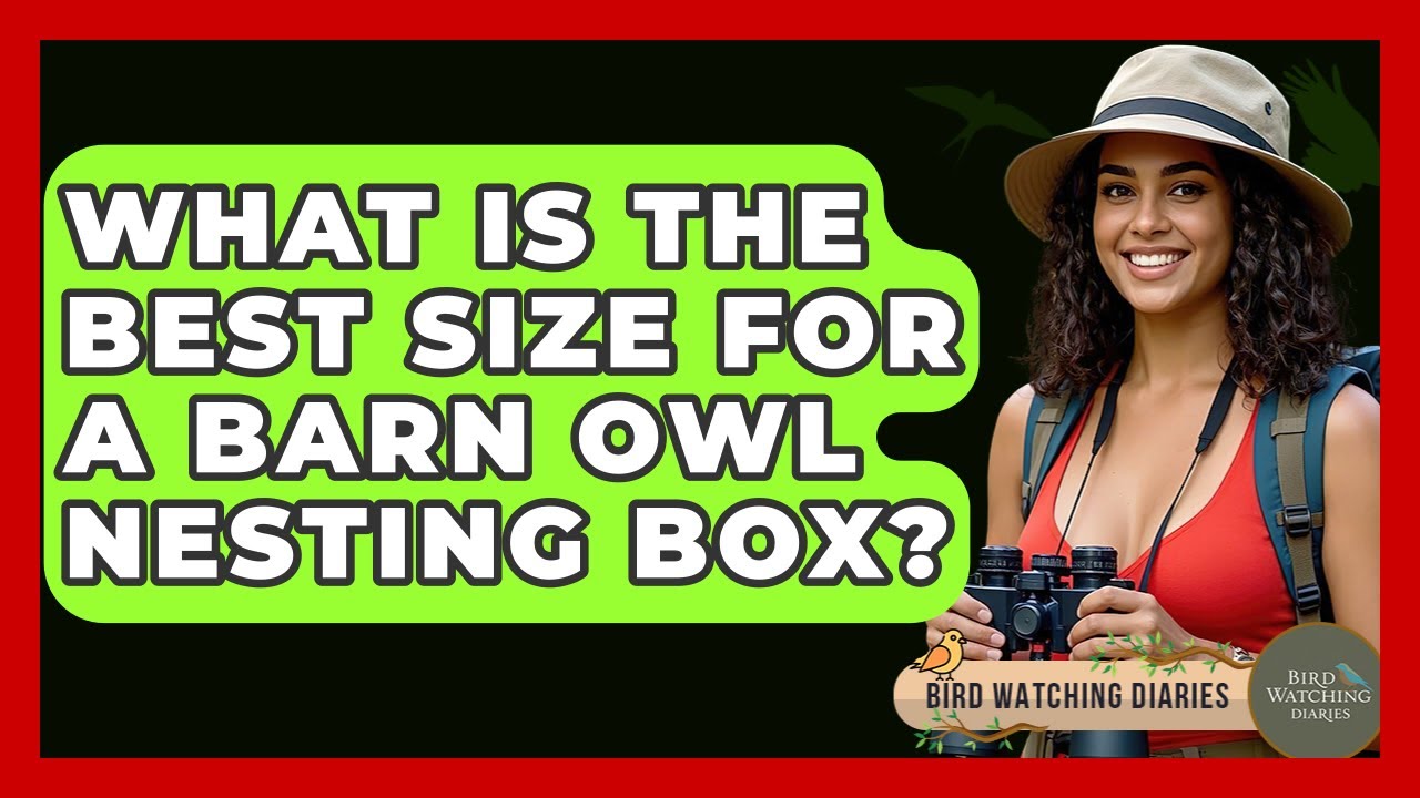 What Is The Best Size For A Barn Owl Nesting Box? - Bird Watching Diaries