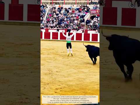 A Dance with Danger: Recortador in Valladolid, Spain #spanish #bull #Bullfight