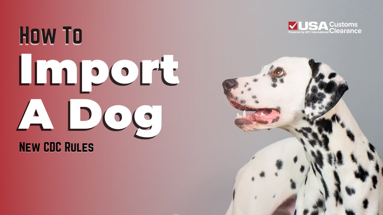 How to Import a Dog: Updated CDC Dog Import Rules