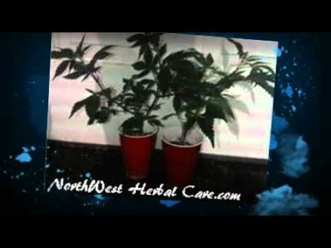 Medical Marijuana Tacoma- Northwest Herbal Care