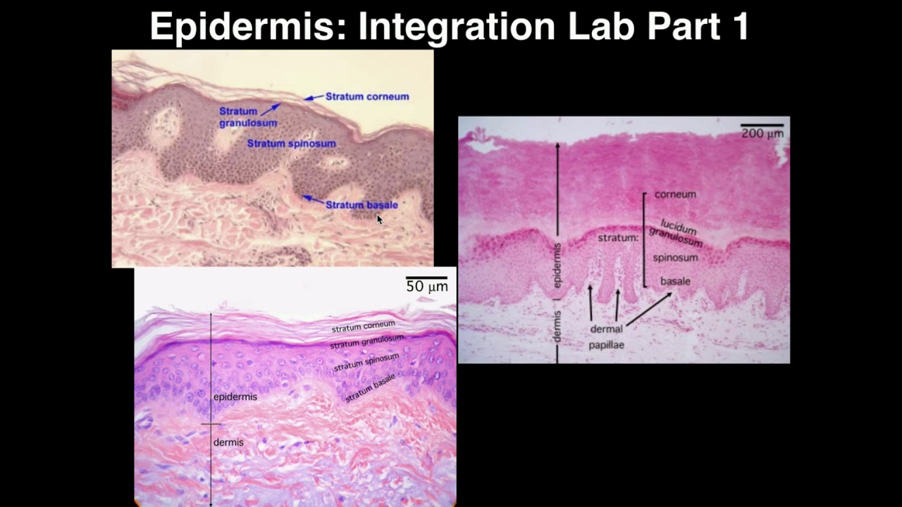 A&P I Lab | Integration Lab 1: Histology of the Epidermis