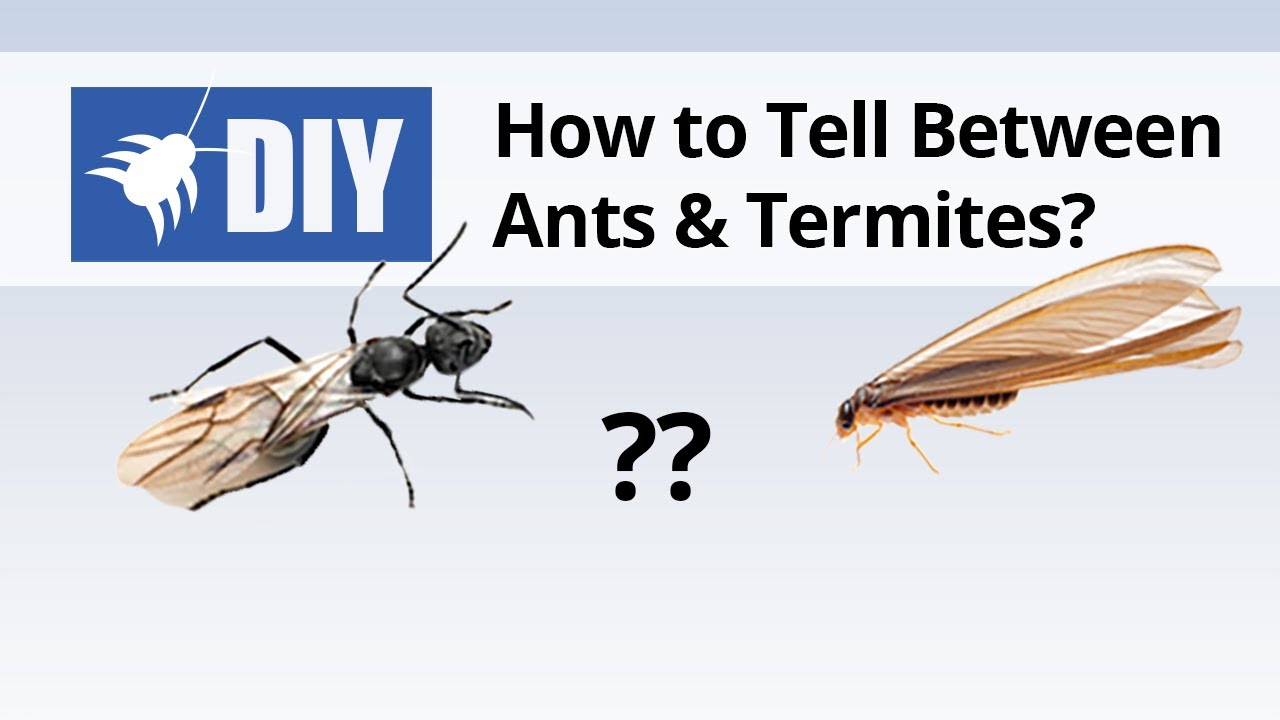 Termites vs Ants - How to Tell the Difference Between Ants & Termites