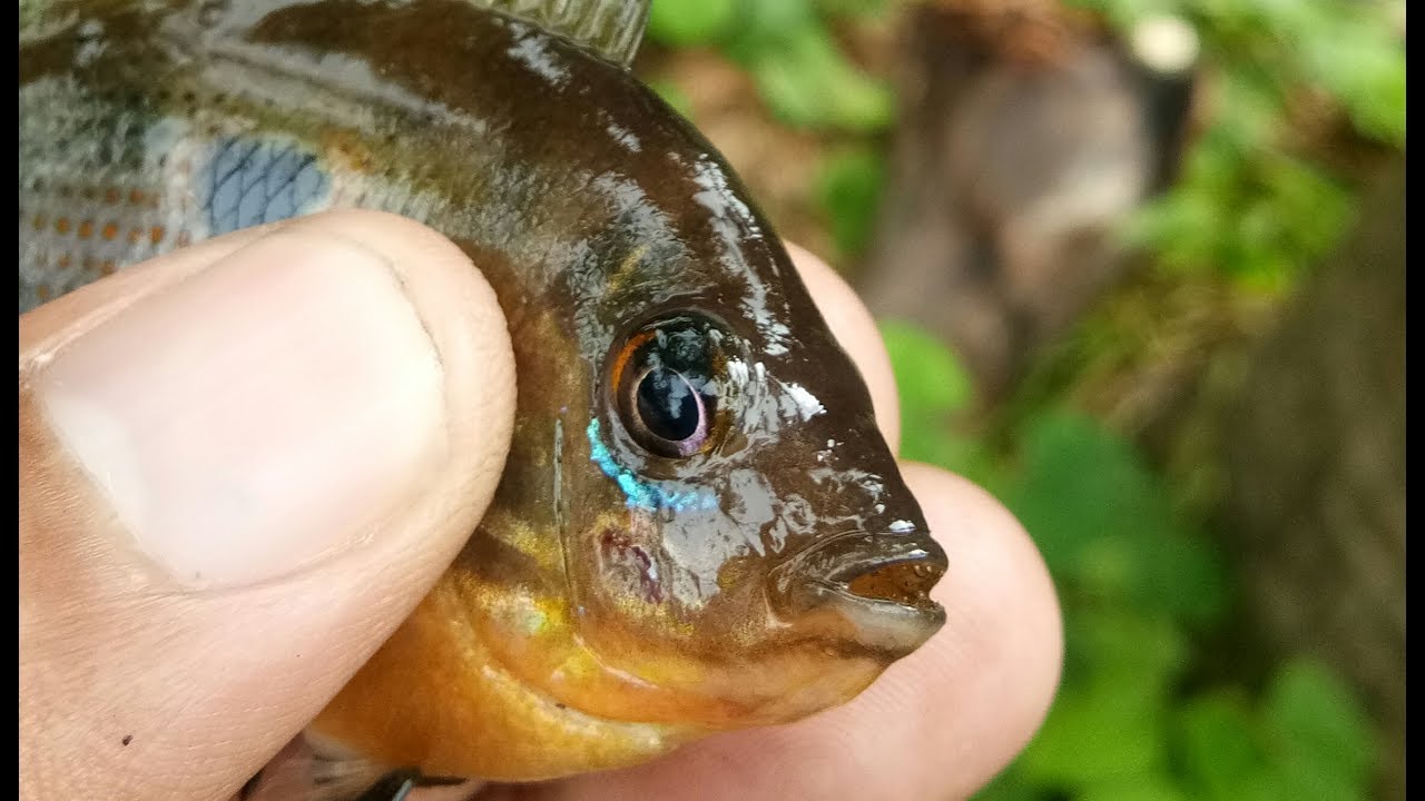 Vivo V5 - 20MP Moonlight Selfieamera