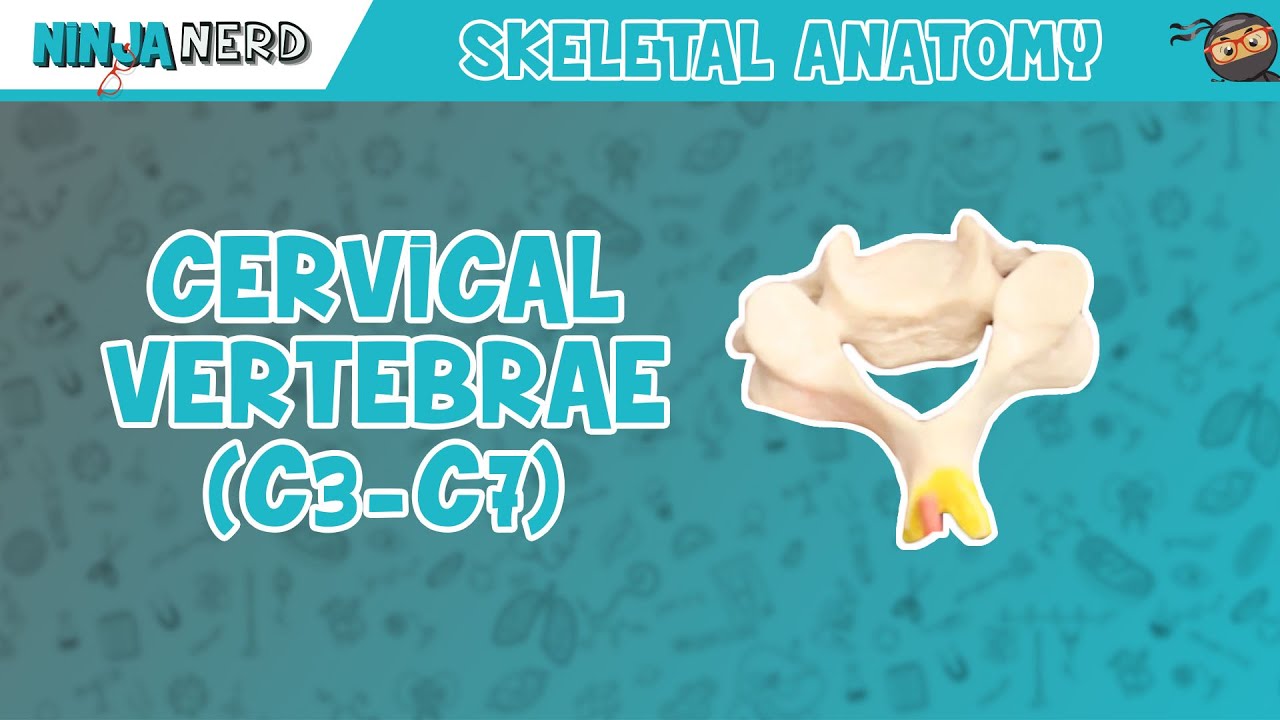Cervical Vertebrae (C3-C7) Anatomy
