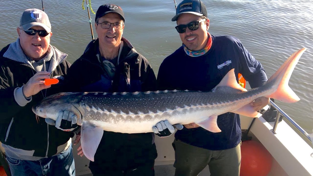 DELTA STURGEON TIPS - BY BAIT BUTTONS