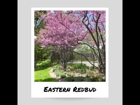 Eastern Redbud