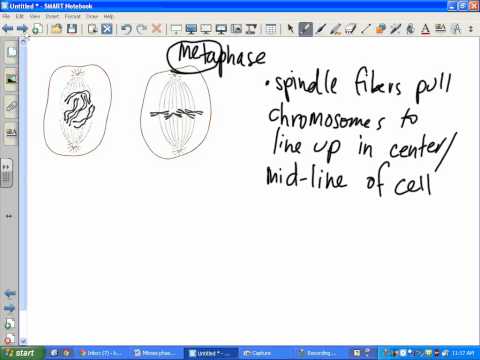 Mitosis phases