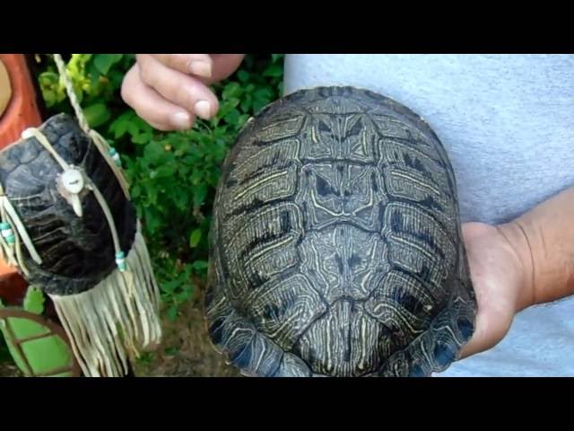 Understanding the 13 Moons on a Turtle's Back: A Native American ...