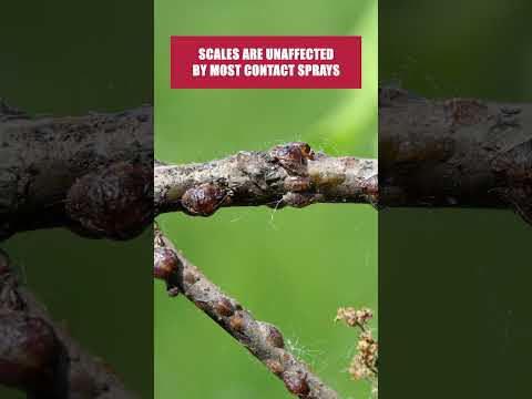 The Quick Guide to Getting Rid of Scale Insects! [DIY Pest Control]