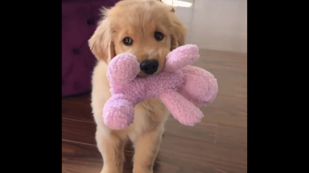 can you say no to this face? #9gag #StayAtHome