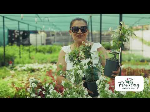 Iasomie parfumată – pentru grădini care îmbină eleganța cu miresmele de vară