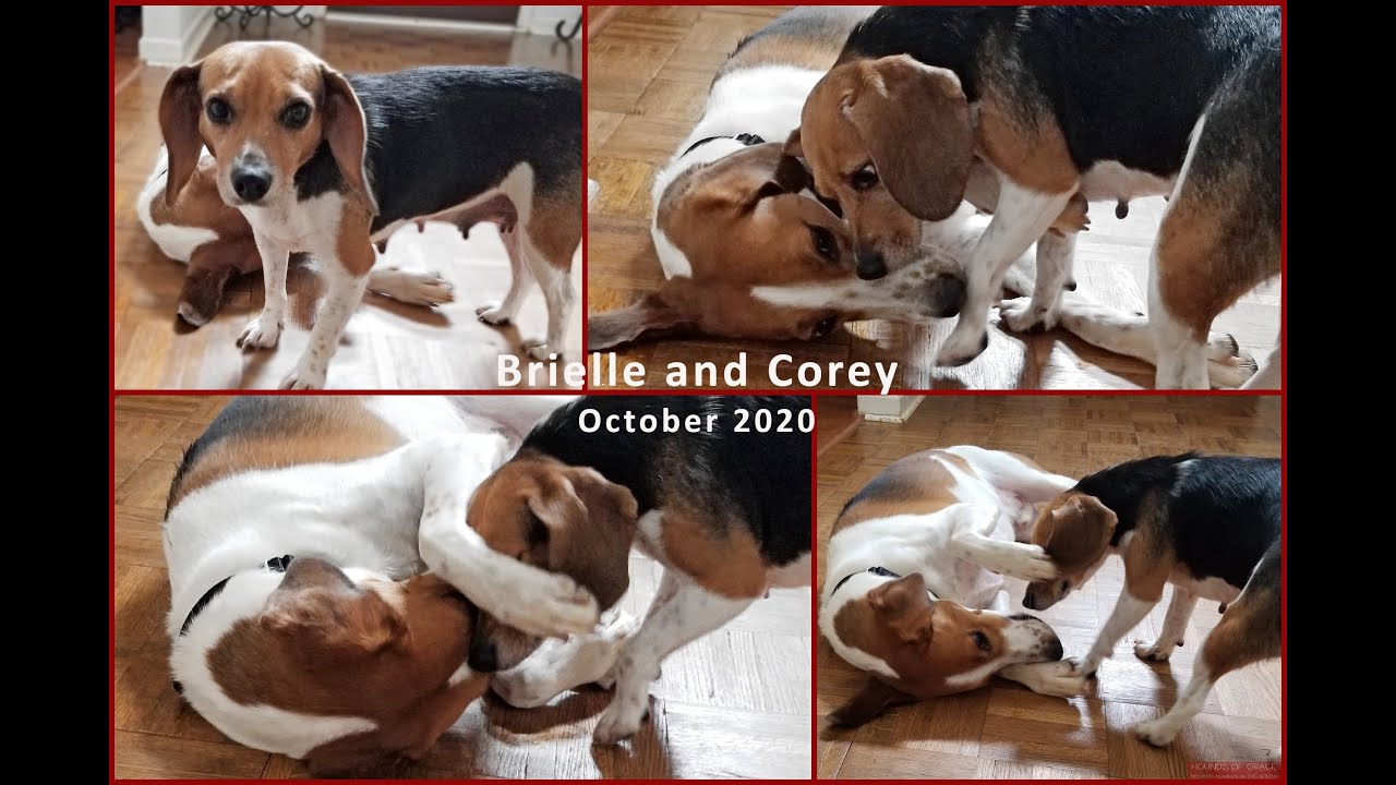 Beagle and Foxhound at Play