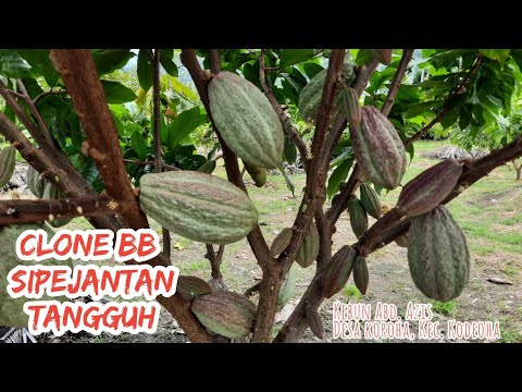 Klon kakao ini Wajib di Tanam Dikebun