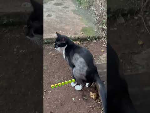 Diarrhea and now itโs Gone-rrhea, why is his poop runny? ๐คฎ#cat #fyp #sick #shorts #gross