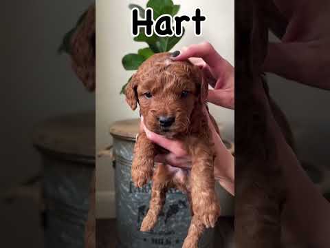 Hart - F1 Male Mini Goldendoodle #puppies #dogs #dogsofyoutube #doodle #goldendoodle #puppy #hart