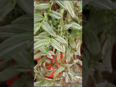 Wandering Jew different variety plant