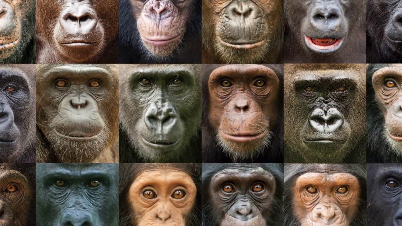 Diversidad Genética - G4
