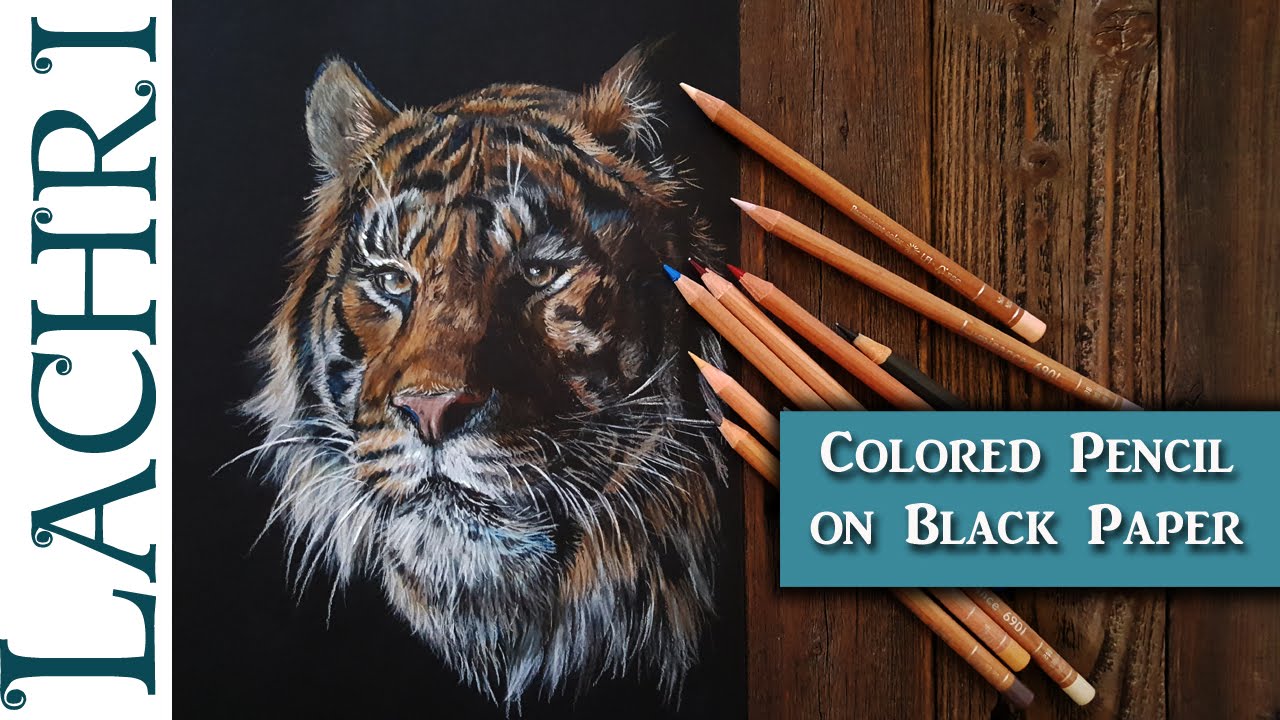 Drawing a Tiger in Colored Pencil on Black Paper - Tips w/ Lachri
