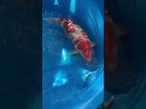 Can you name this type of koi? #shorts #japanesekoi #koi