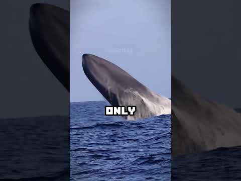 Animal Facts That will Blow Your Mind! #animals #facts #trivia #shorts