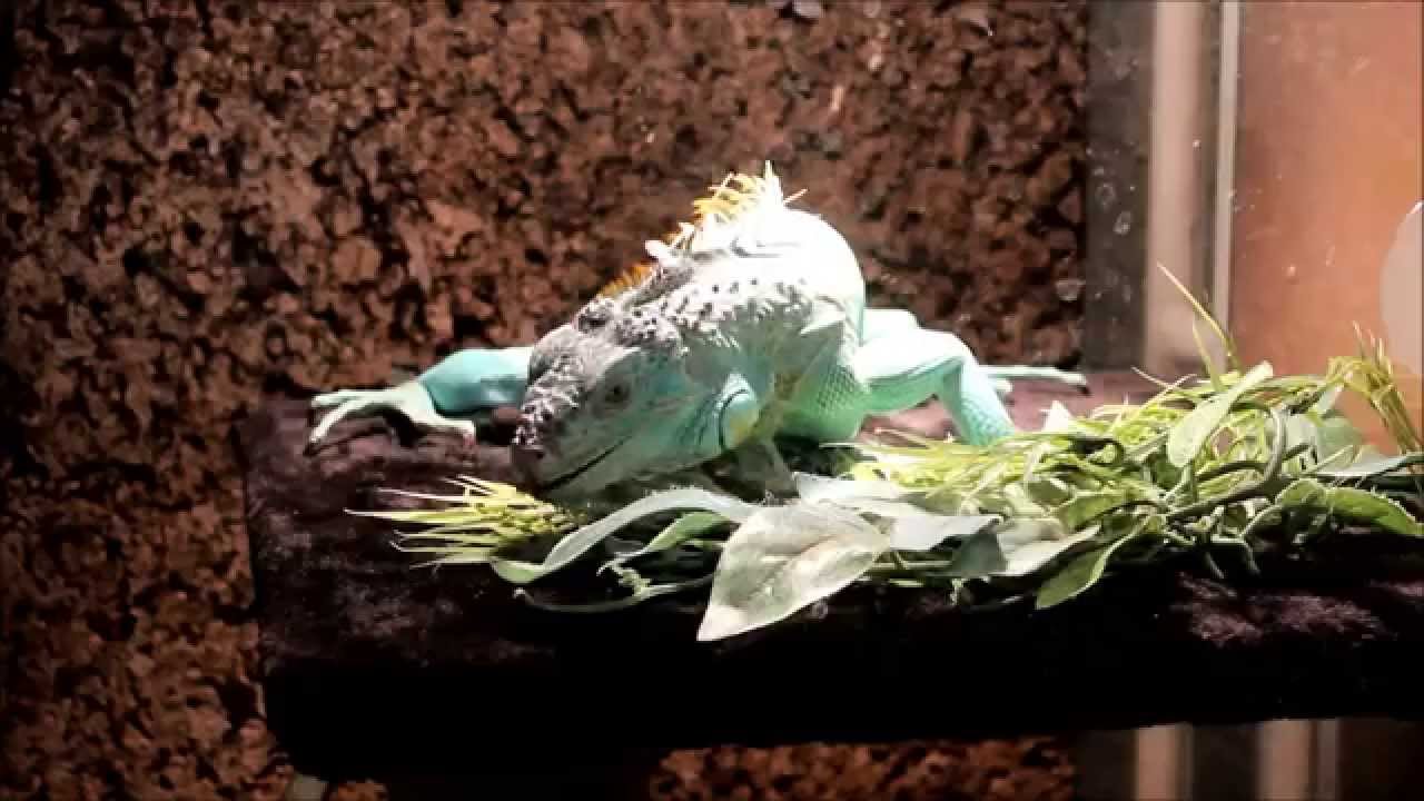 (Blue) Axanthic iguana enclosure update!