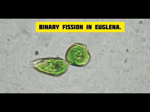 Binary fission in Euglena