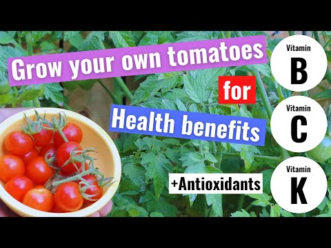 Grow tomatoes for maximum health benefits