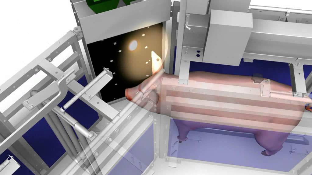 SowComp: electronic sow feeding / WEDA