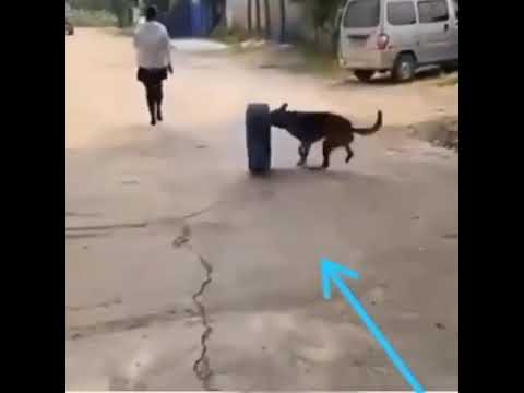 sad dog 😢 meme #dog #meme #memes #doggo #sad #short #shorts #shortsvideo