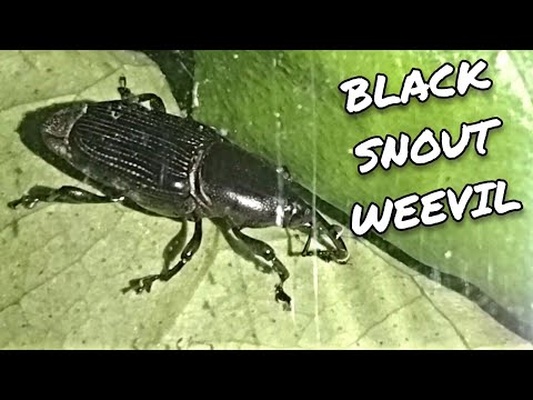 Black snout weevil | bangaw tv